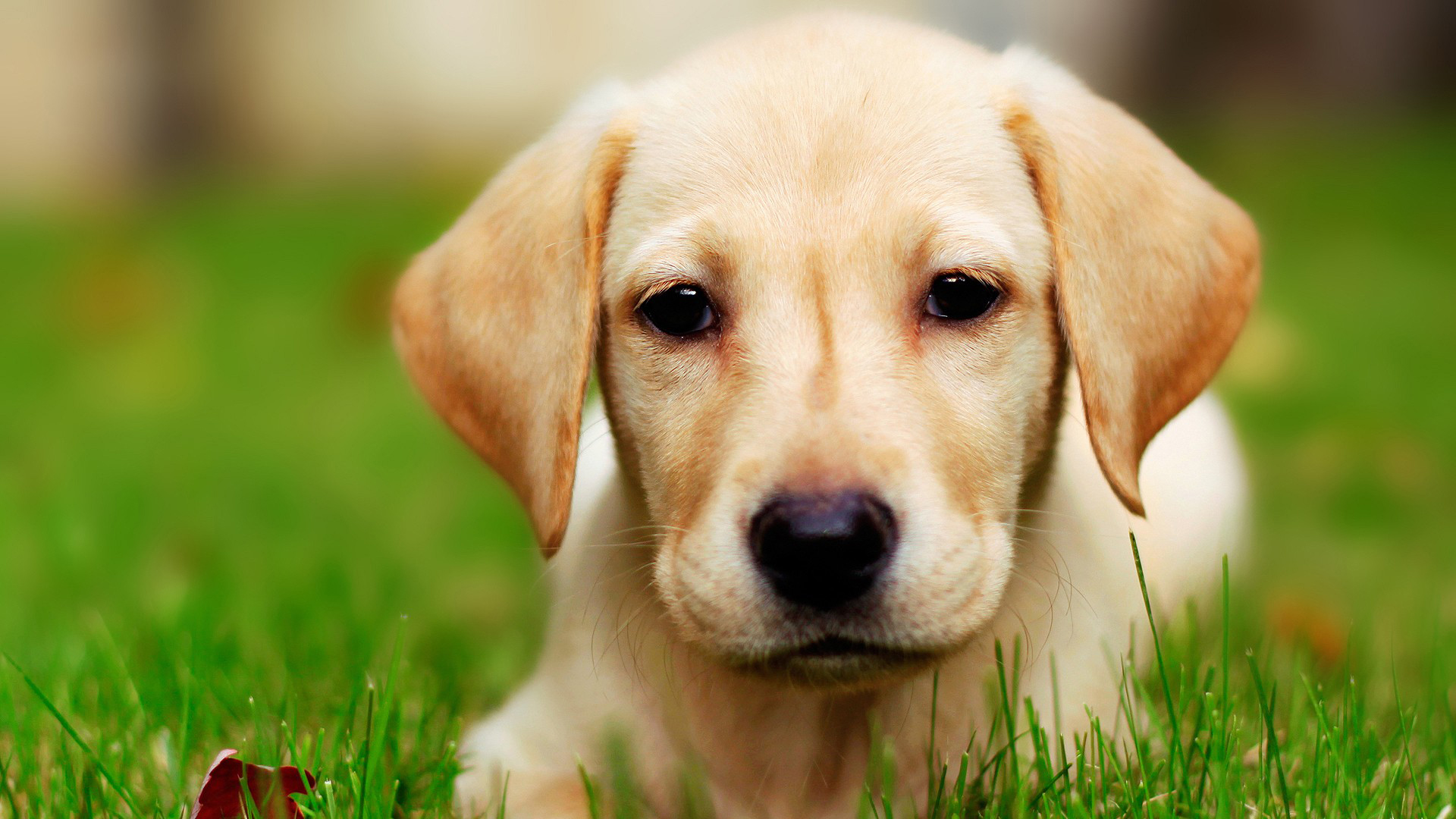 Resource Guide Raising A Dog On A Budget